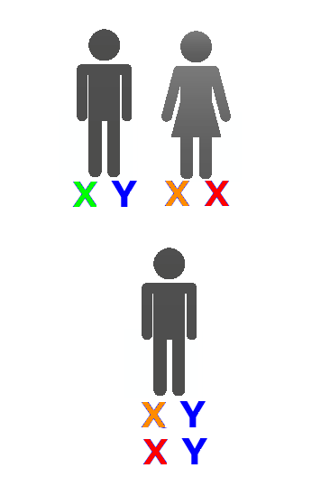 X/Y Inheritance and mtDNA – dead relatives